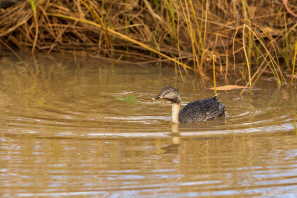 Hoary-Headed Grebe - Free photo on Pixabay