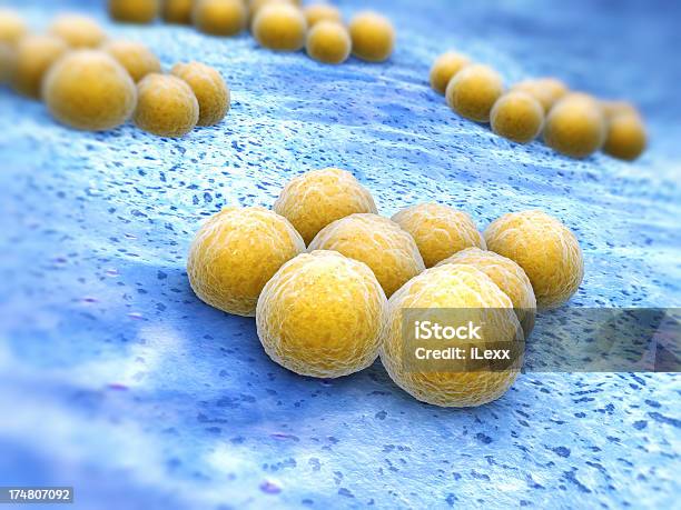 Staphylococcus Aureus 황색포도상구균에 대한 스톡 사진 및 기타 이미지 황색포도상구균 포도상구균 박테리아