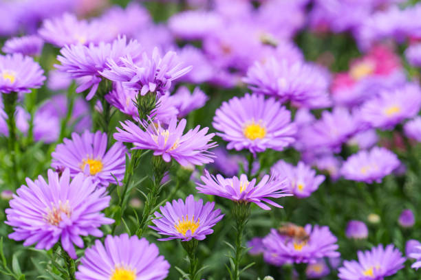 Free Stock Photo of Close-up of a vivid pink daisy flower with green ...