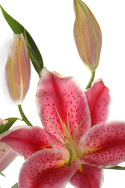 Free Stock Photo of Fresh lily flower | Download Free Images and Free ...