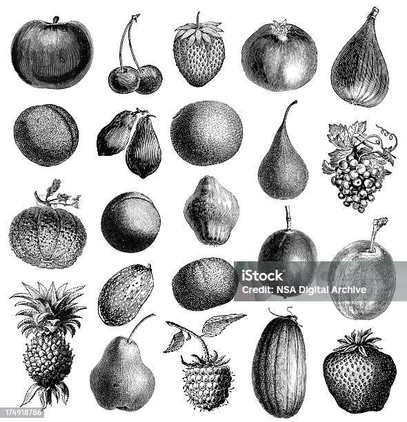 Collection Of Fruit Illustrations向量圖形及更多舊式圖片 舊式 版雕 插圖 Istock