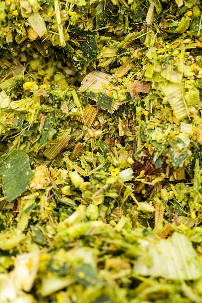 istock Silage from corn 174935172