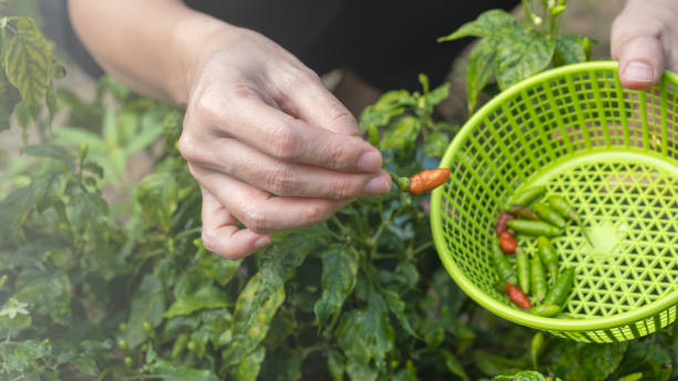 Free handpicking stock photos. Download the best free handpicking ...