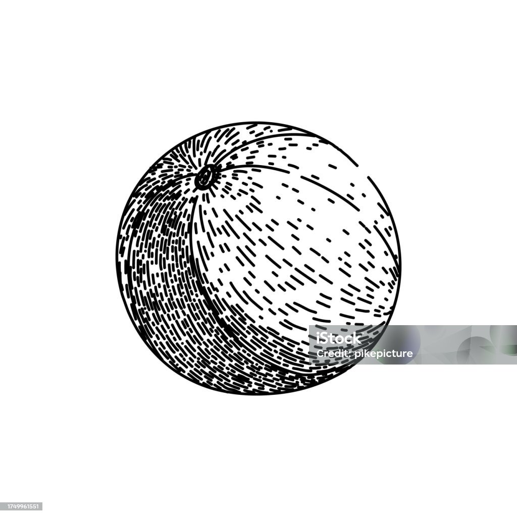 Fruit Amla Sketch Hand Drawn Vector Stock Illustration Download Image
