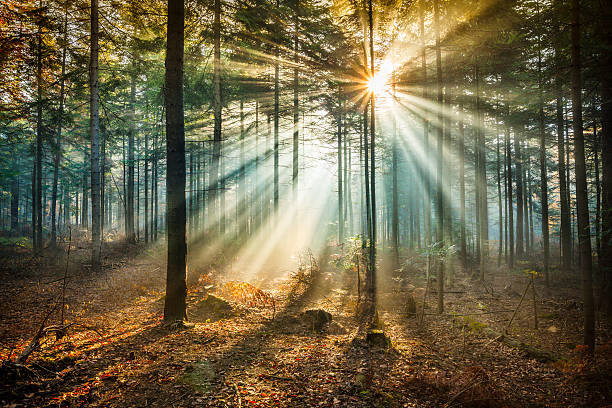 1000+ Sunset Forest Pictures | Download Free Images on Unsplash