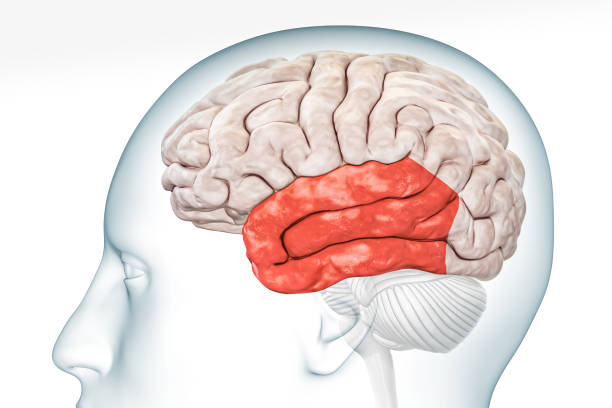 Free temporal stock photos. Download the best free temporal images at ...