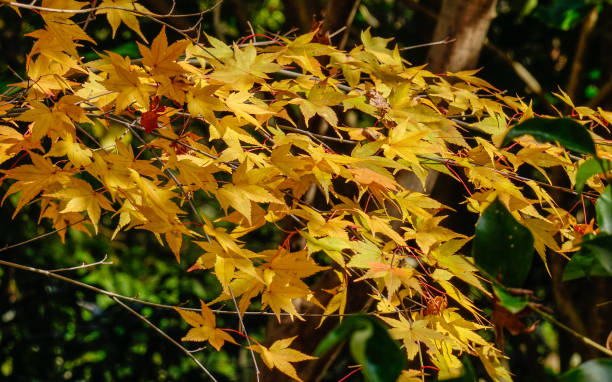 Free picture: Greenish yellow and orange yellow leaves with sharp edges ...