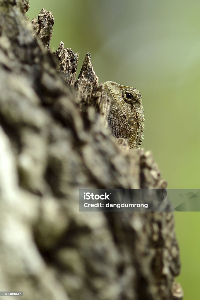 Lizards Camouflage Hiding On Tree Stock Photo - Download Image Now ... Lizards Camouflage Hiding On Tree Stock Photo - Download Image Now ...