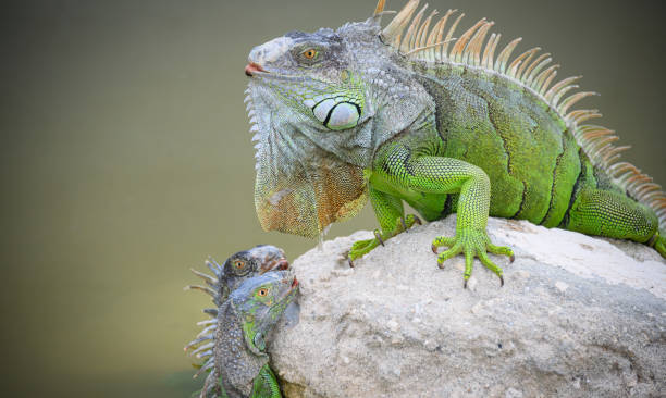 Free picture: Green iguana with black stripes on tail
