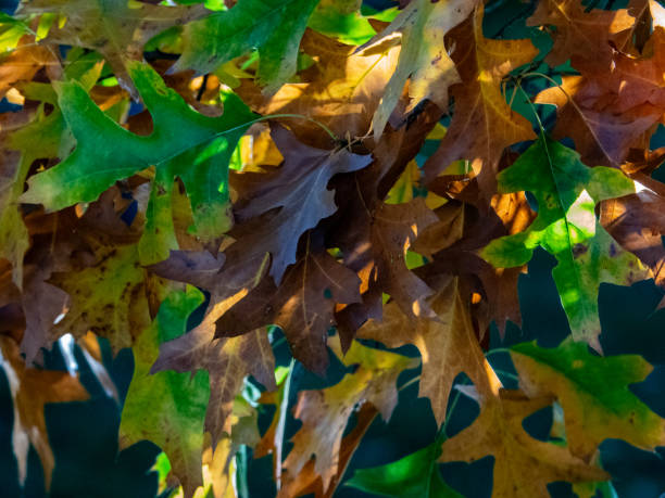 Free Stock Photo of Close-up of wet green oak leaves | Download Free ...