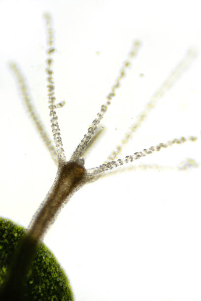 Free Stock Photo of Obelia hydroid, 100x microscope view | Download ...