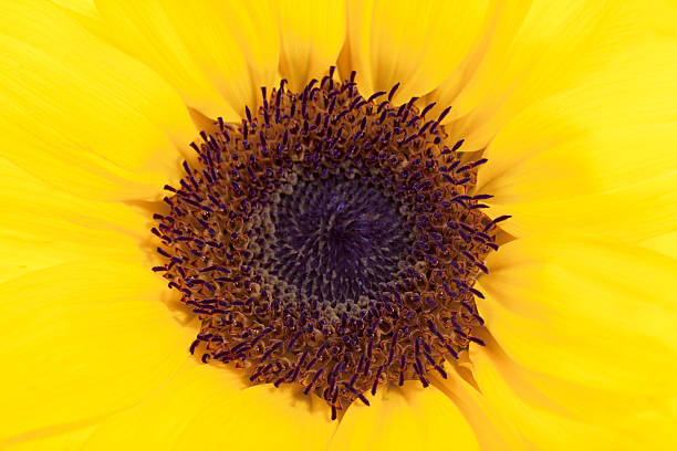 Free Stock Photo of Vibrant Central Detail of Sunflower | Download Free ...