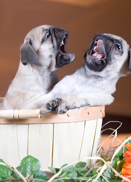 Free Stock Photo of Snarling pug | Download Free Images and Free ...