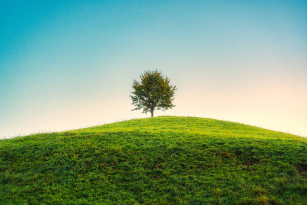 Free Stock Photo of A tree growing on a hill | Download Free Images and ...
