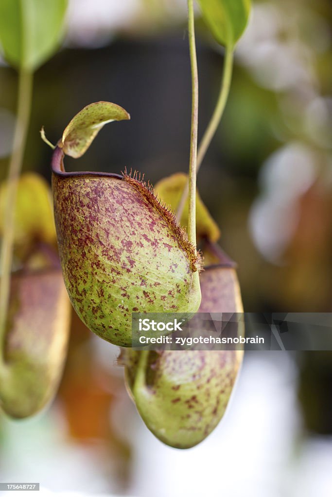 Nepenthes 열대 투수 비종교 또는 원숭이 컵 0명에 대한 스톡 사진 및 기타 이미지 0명 고기 곤충 Istock