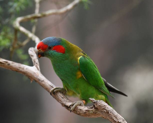 Ornate Lory Lorikeet Parrot - Free photo on Pixabay