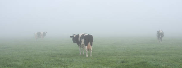 Free Stock Photo of Cow standing alone in a foggy pasture scene ...