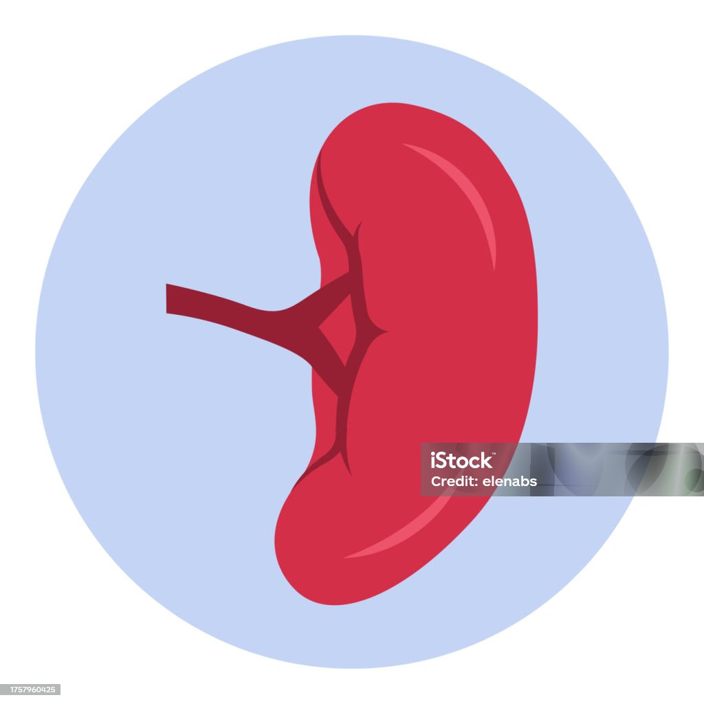 Enlarged Spleen Splenomegaly Medical Icon Stock Illustration Download Image Now Anatomy