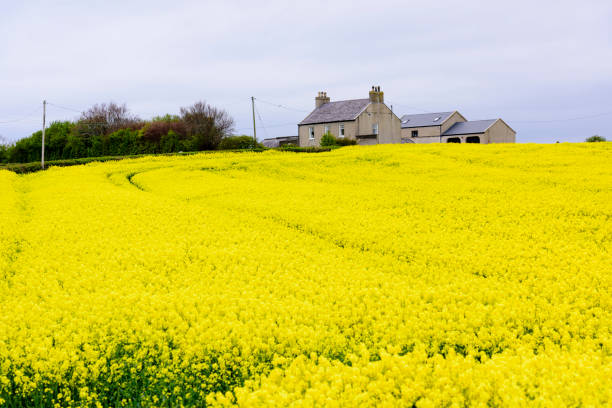 Free picture: farmland, farmhouse, rapeseed, landscape, agriculture ...