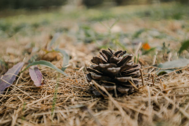 Free Stock Photo of Pine cones scattered on a forest floor | Download ...