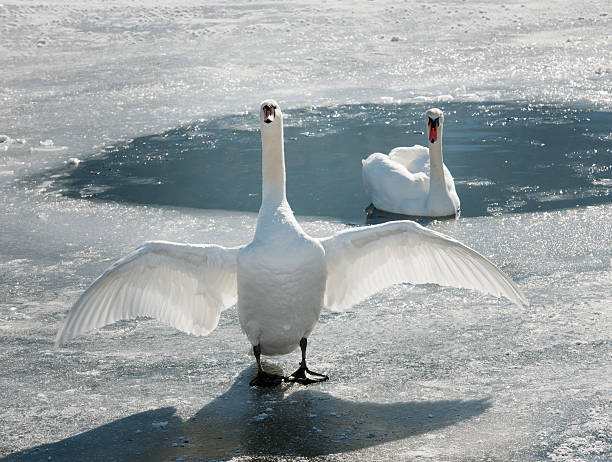 Free picture: lake, frozen, ice, reflection, birds, swan, standing ...