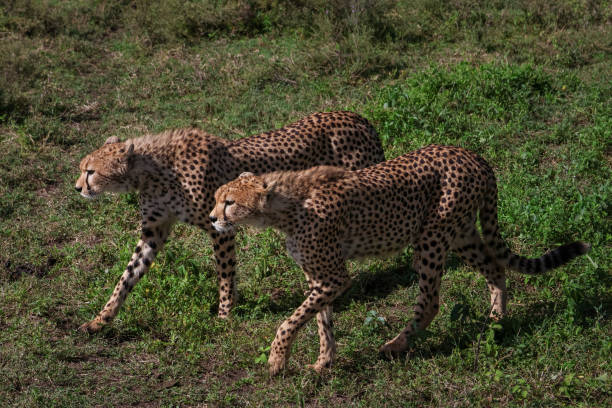 Free Stock Photo of Two Cheetahs Standing Together | Download Free ...