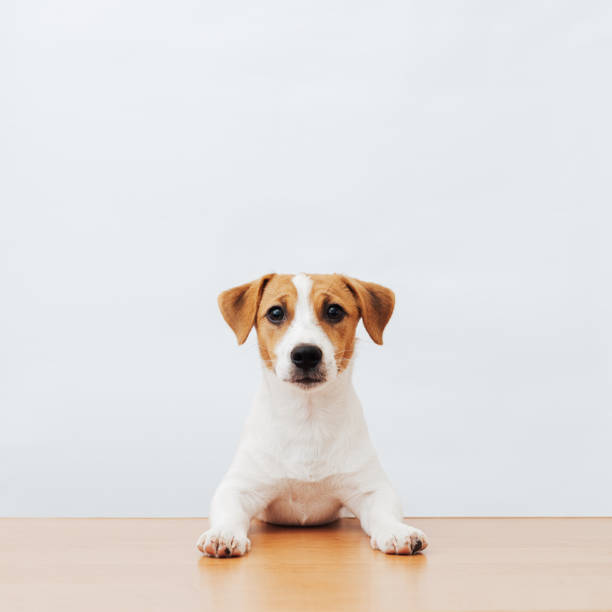Free Stock Photo of A dog sitting on a table | Download Free Images and ...
