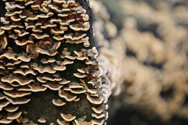 Free Stock Photo of Bracket fungus on dark woodland backdrop | Download ...