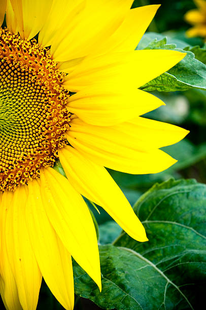 Free Stock Photo of Vibrant Central Detail of Sunflower | Download Free ...