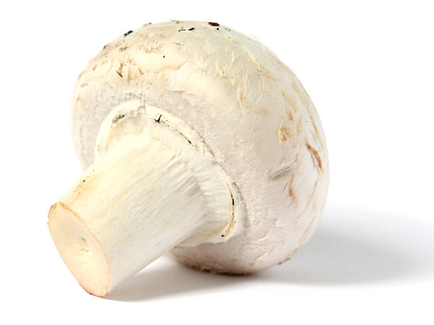 Champignon Pictures | Download Free Images on Unsplash