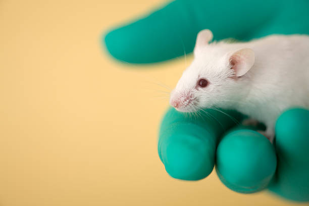 Lab Mouse Pictures | Download Free Images on Unsplash