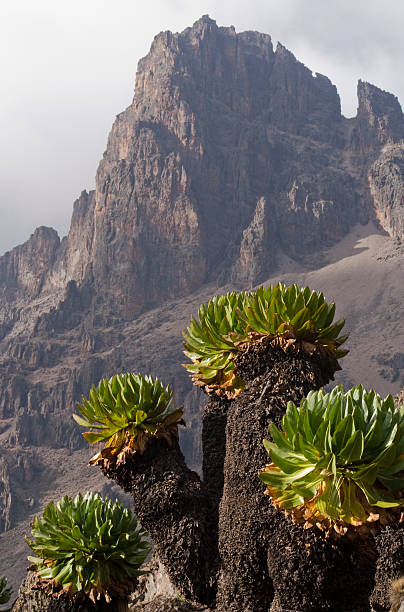 Mount Kenya Pictures | Download Free Images on Unsplash