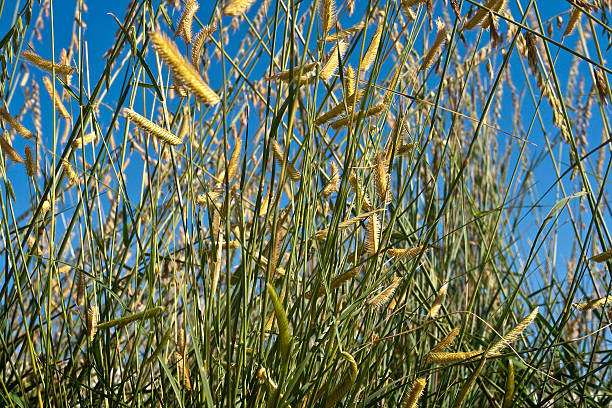 Free picture: reed grass, straw, reeds, marshlands, field, landscape ...