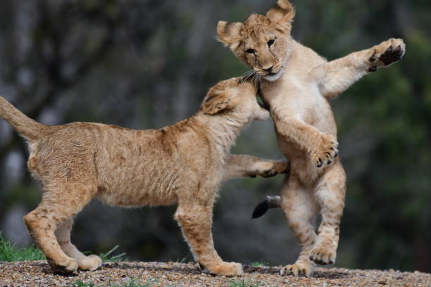 Free Stock Photo of Lion and Lion Cub Playing in a Cave | Download Free ...