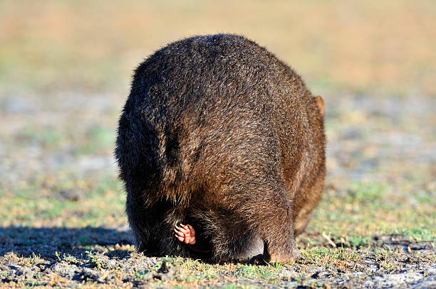 Wombat Pictures | Download Free Images on Unsplash
