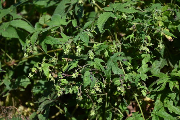 Free picture: japanese, hops, plant, leaf, humulus, japonicus