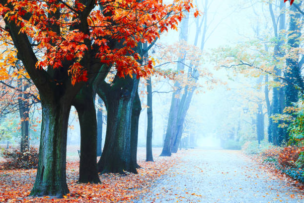 Free Stock Photo of Autumn forest path with colorful leaves | Download ...
