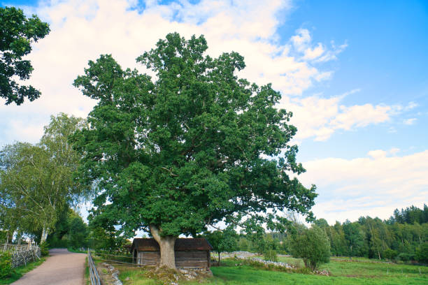 Free Stock Photo of Large Tree by Side of Road | Download Free Images ...