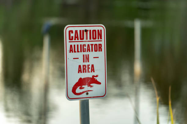 Free Stock Photo of Danger Alligators | Download Free Images and Free ...