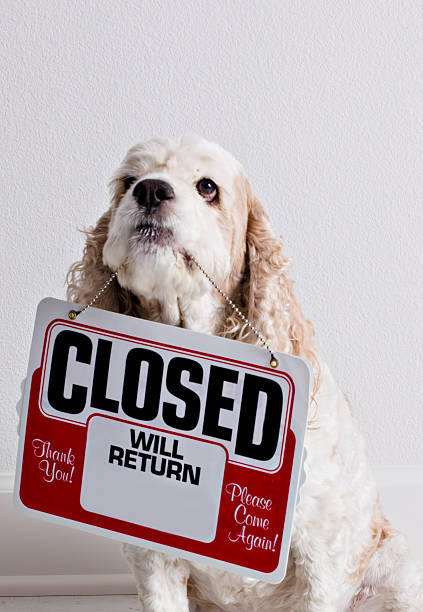 Free Stock Photo of Closed Dog | Download Free Images and Free ...