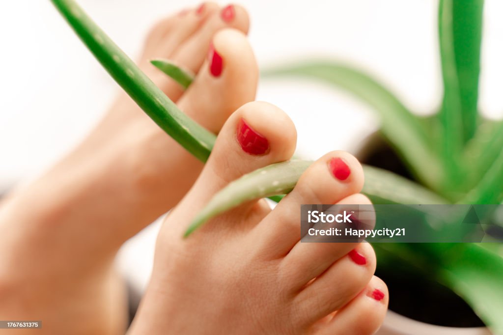 Close Up Female Feet With Aloe Leaves Stock Photo - Download Image Now ... Close Up Female Feet With Aloe Leaves Stock Photo - Download Image Now ...