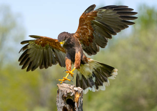 Harris Hawk In Flight - Free photo on Pixabay
