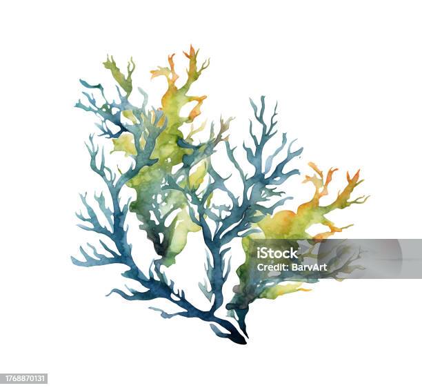 Plantes Sousmarines Dalgues Illustration À Laquarelle De Laminaria