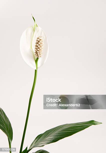 Spathiphyllum 아이리스입니다 및 리프 Leaf 스파티필럼에 대한 스톡 사진 및 기타 이미지 스파티필럼 식물 0