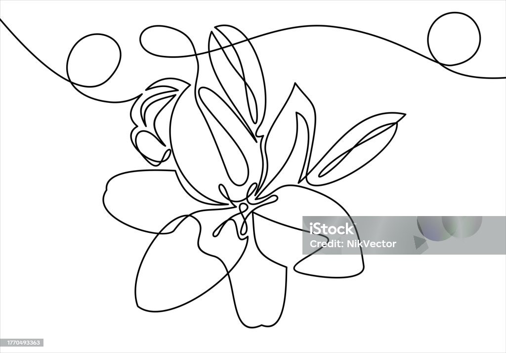Hand Drawn Orchid Flowers One Line Drawingvector Illustration Stock