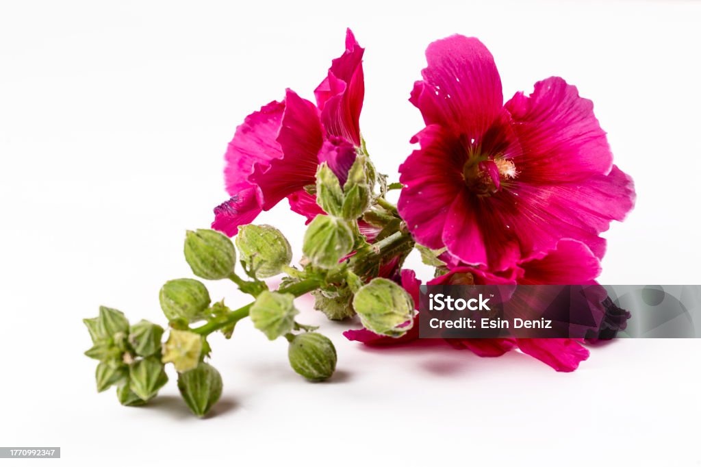 Althaea Officinalis On The White Background Stock Photo - Download ... Althaea Officinalis On The White Background Stock Photo - Download ...