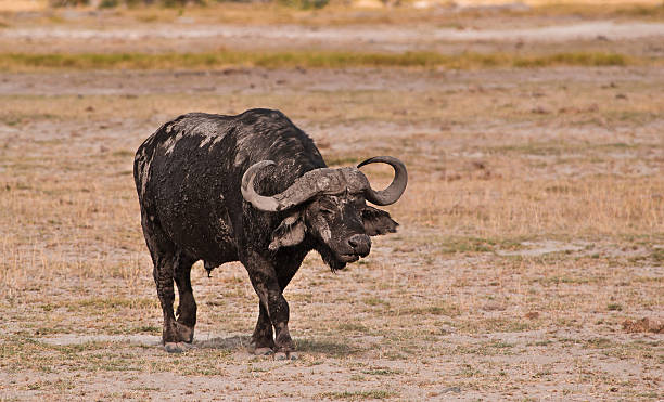 Bufalo Pictures | Download Free Images on Unsplash
