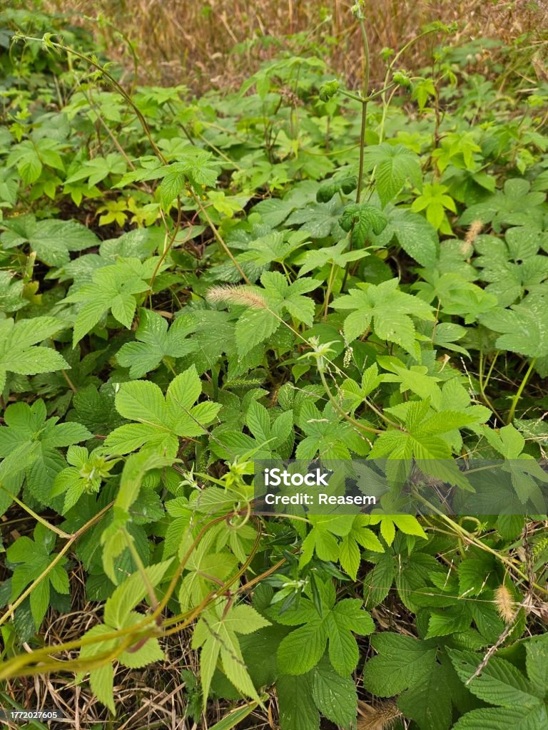 Greenish Fresh Nature Green Leaves Stock Photo - Download Image Now ... Greenish Fresh Nature Green Leaves Stock Photo - Download Image Now ...