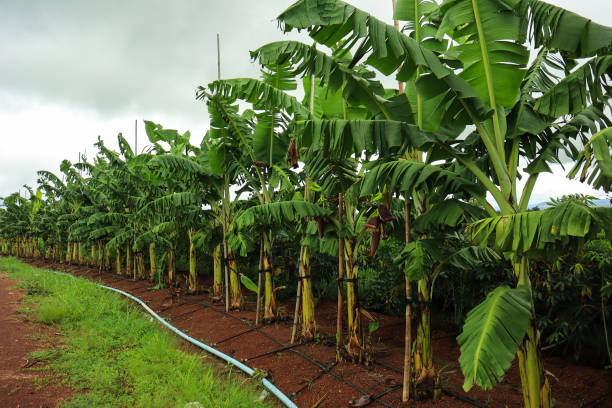 Free Stock Photo of Row of banana trees planted along a roadside path ...