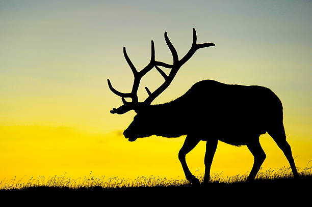 30,000+ Free Elk Silhouette & Elk Images - Pixabay